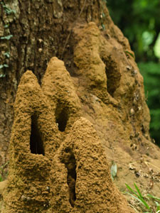 What are Termite Mud Tubes? | Eliminate 'Em Pest Control