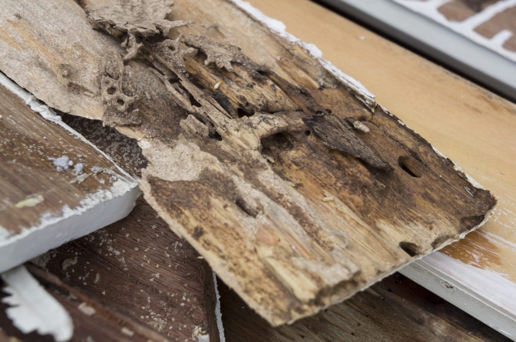 What are Dampwood Termites? | Eliminate 'Em Pest Control