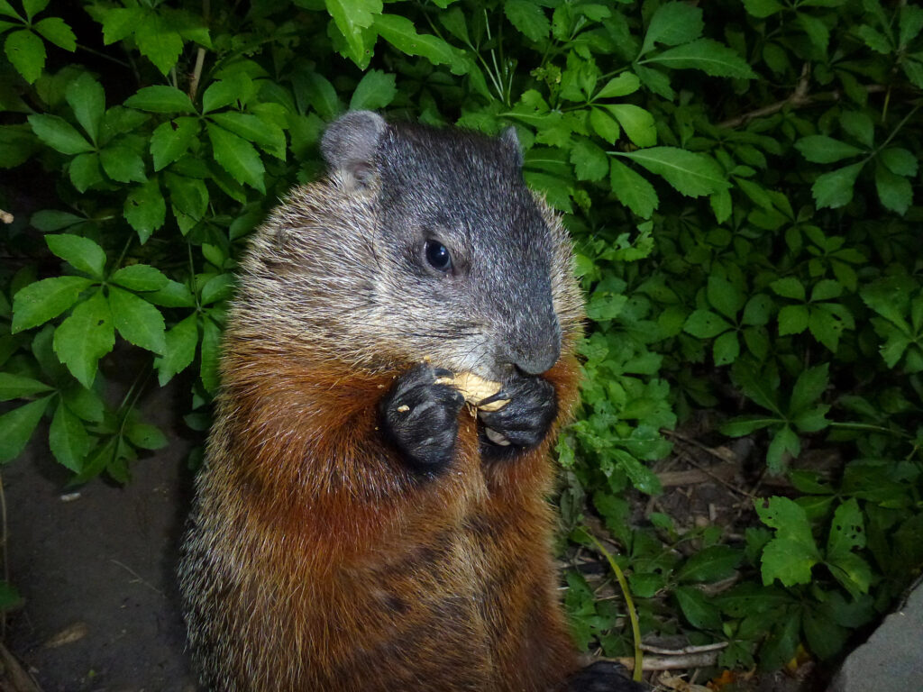 Keeping Critters Out of Gardens | Eliminate 'Em Pest Control