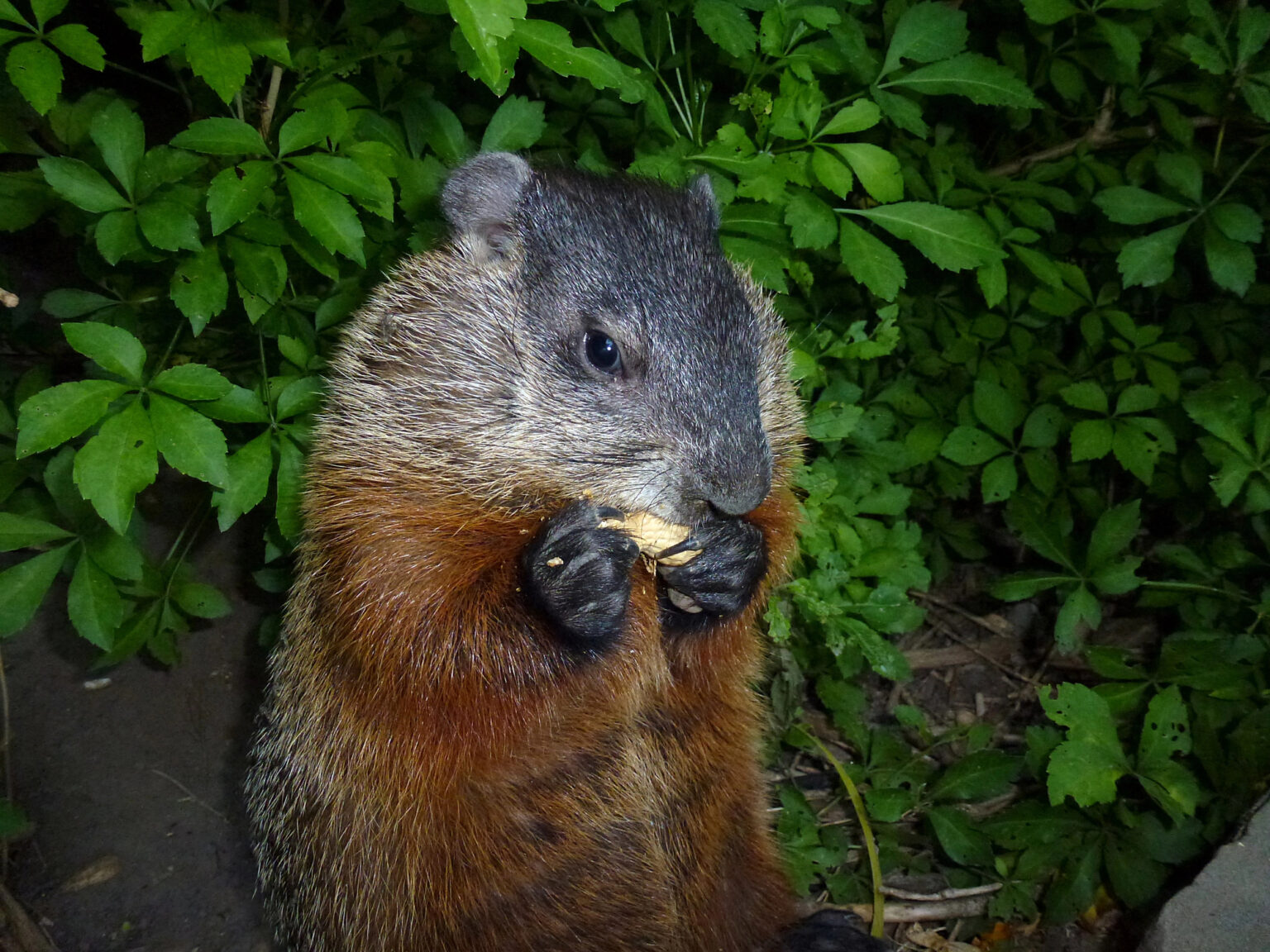 Keeping Critters Out of Gardens | Eliminate 'Em Pest Control