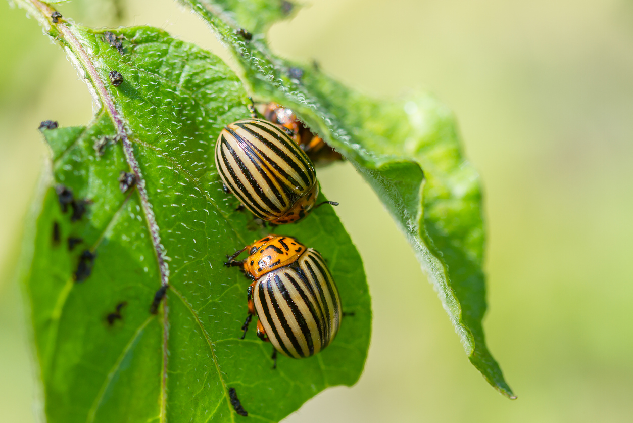 7 Simple & Unique Tips to Keep Bugs Away from Gardens | Eliminate 'Em ...