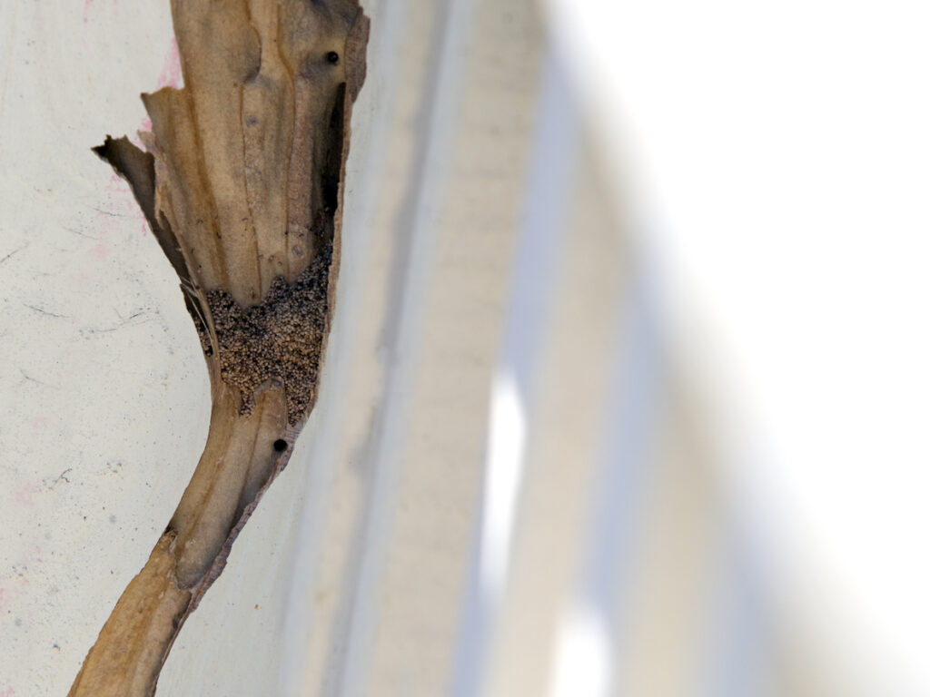 What do Termite Droppings Look Like? | Eliminate 'Em Pest Control